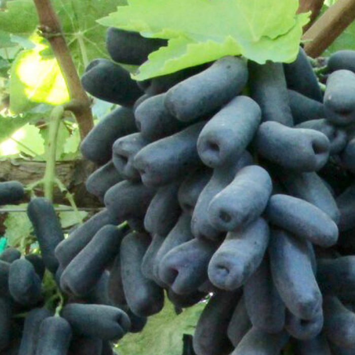 Our Grapes - Fruitico